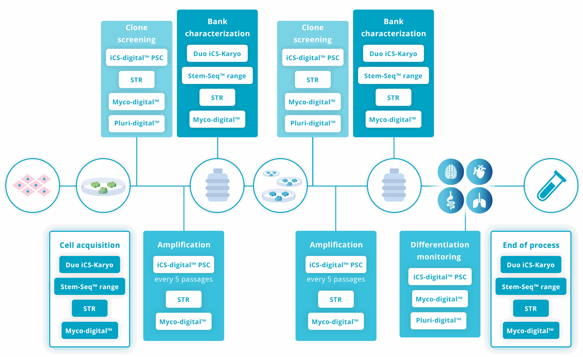 Human cell line authentication by STR in just 3 days.- Stem Genomics