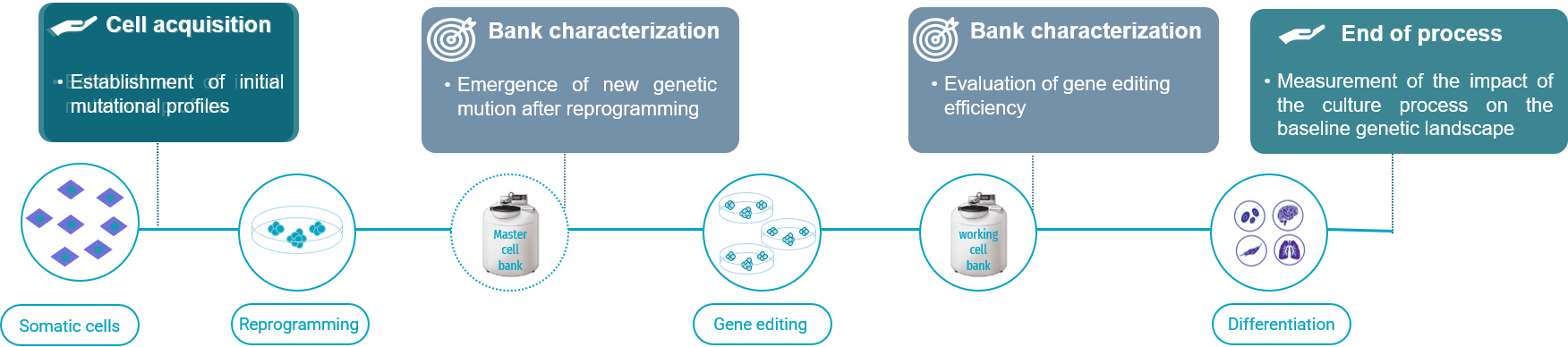 Targeted NGS assay designed for stem cell research scientists Stem Genomics