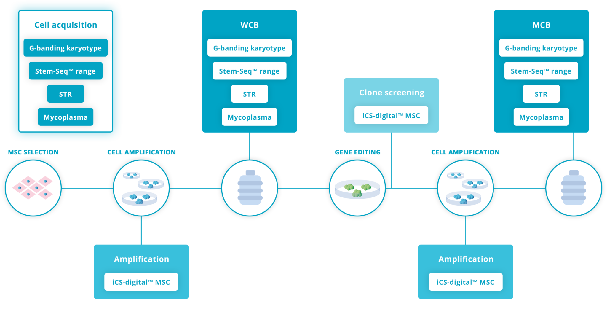 Easy and affordable Human cell line authentication in 3 days.- Stem ...